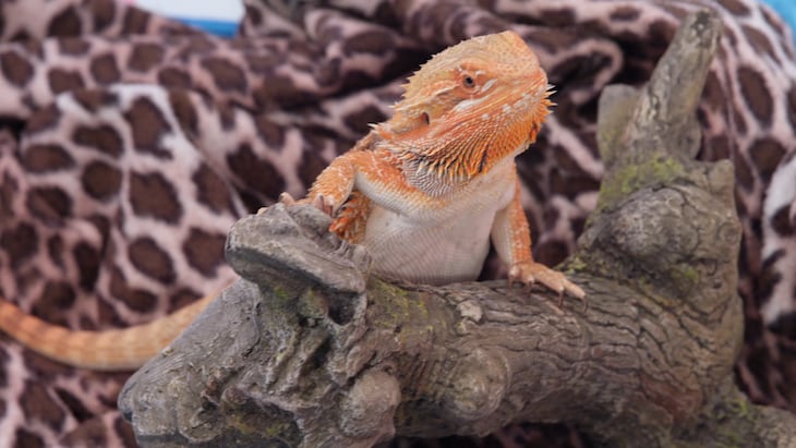 Bestest Day Ever With My Best Friend | Season 1 | CBC Gem