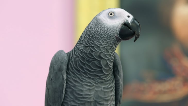 Bestest Day Ever With My Best Friend | Season 2 | CBC Gem