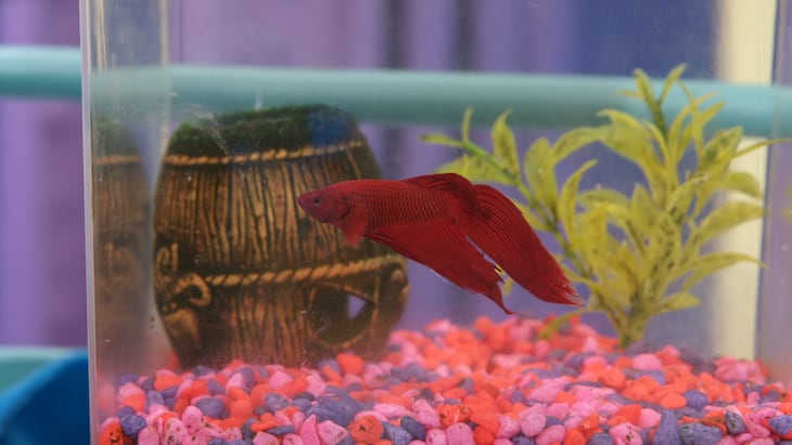 Bestest Day Ever With My Best Friend | Season 2 | CBC Gem