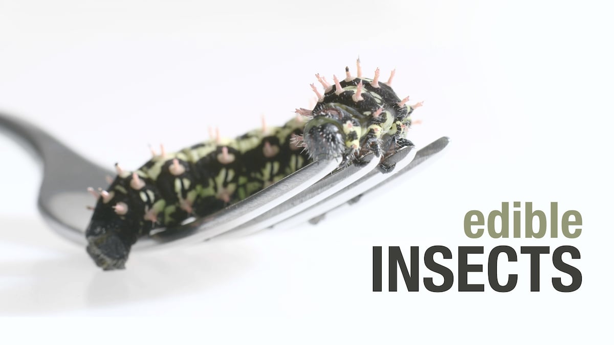 Edible Insects | Films | CBC Gem