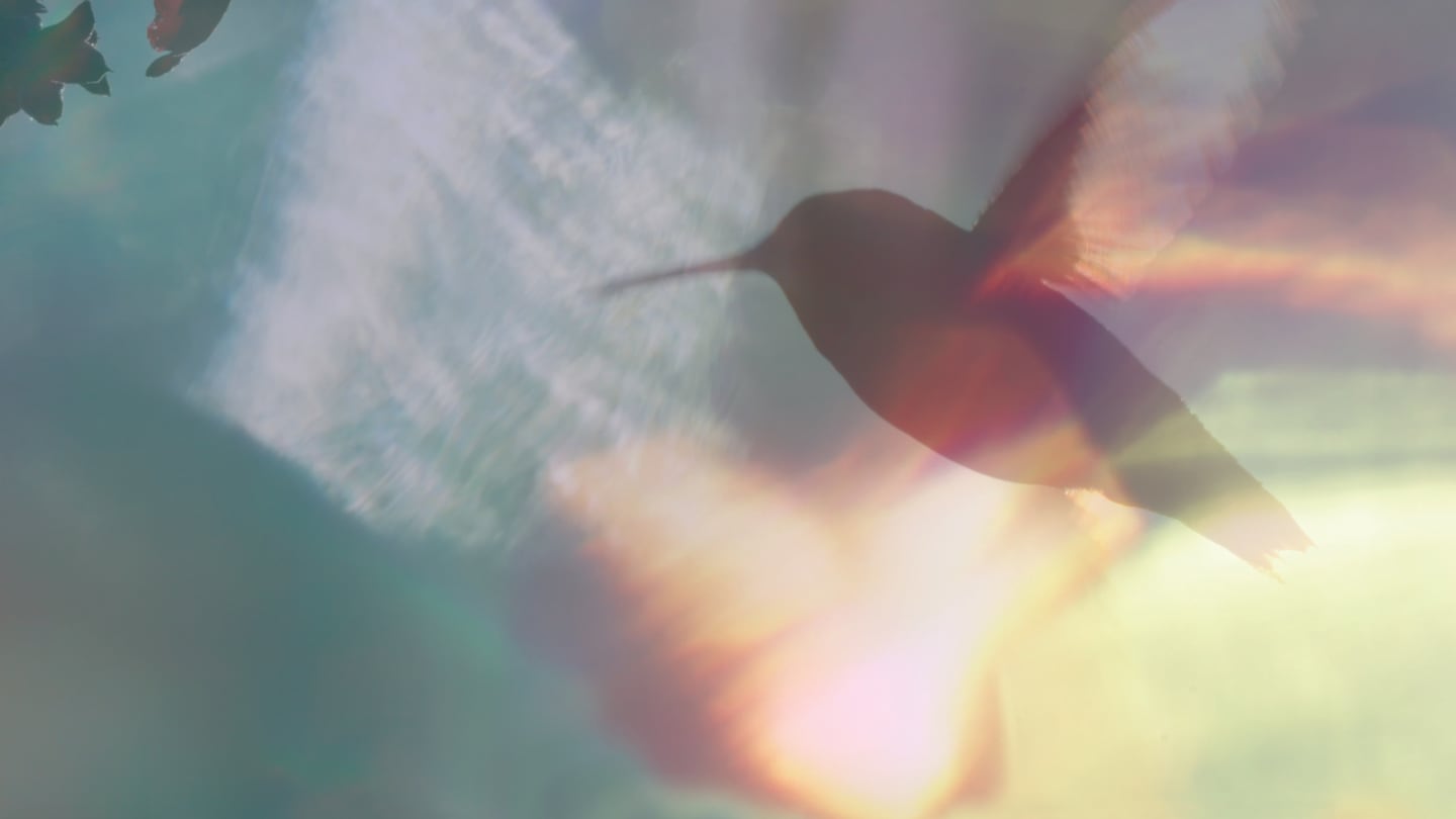 Hummingbirds of Hollywood | Films | CBC Gem