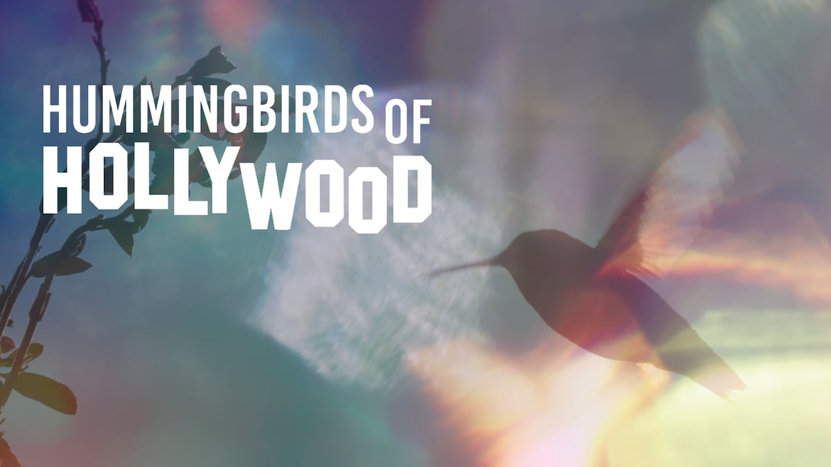 Hummingbirds of Hollywood | Films | CBC Gem