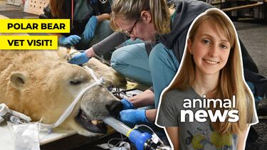 CBC Kids News | Season 1 | CBC Gem