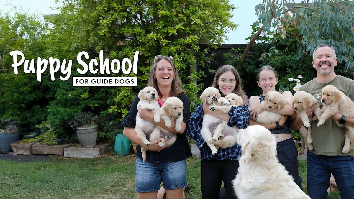 Puppy School for Guide Dogs | Shows | CBC Gem