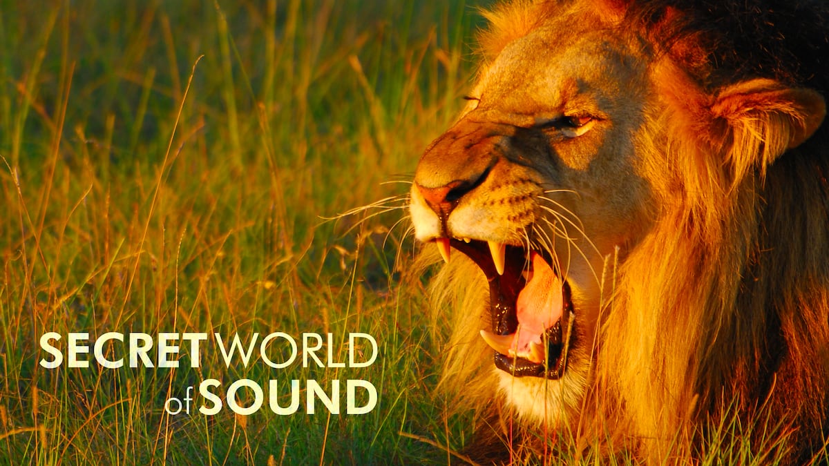 Secret World of Sound | Shows | CBC Gem