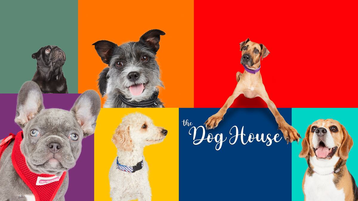 The Dog House | Shows | CBC Gem